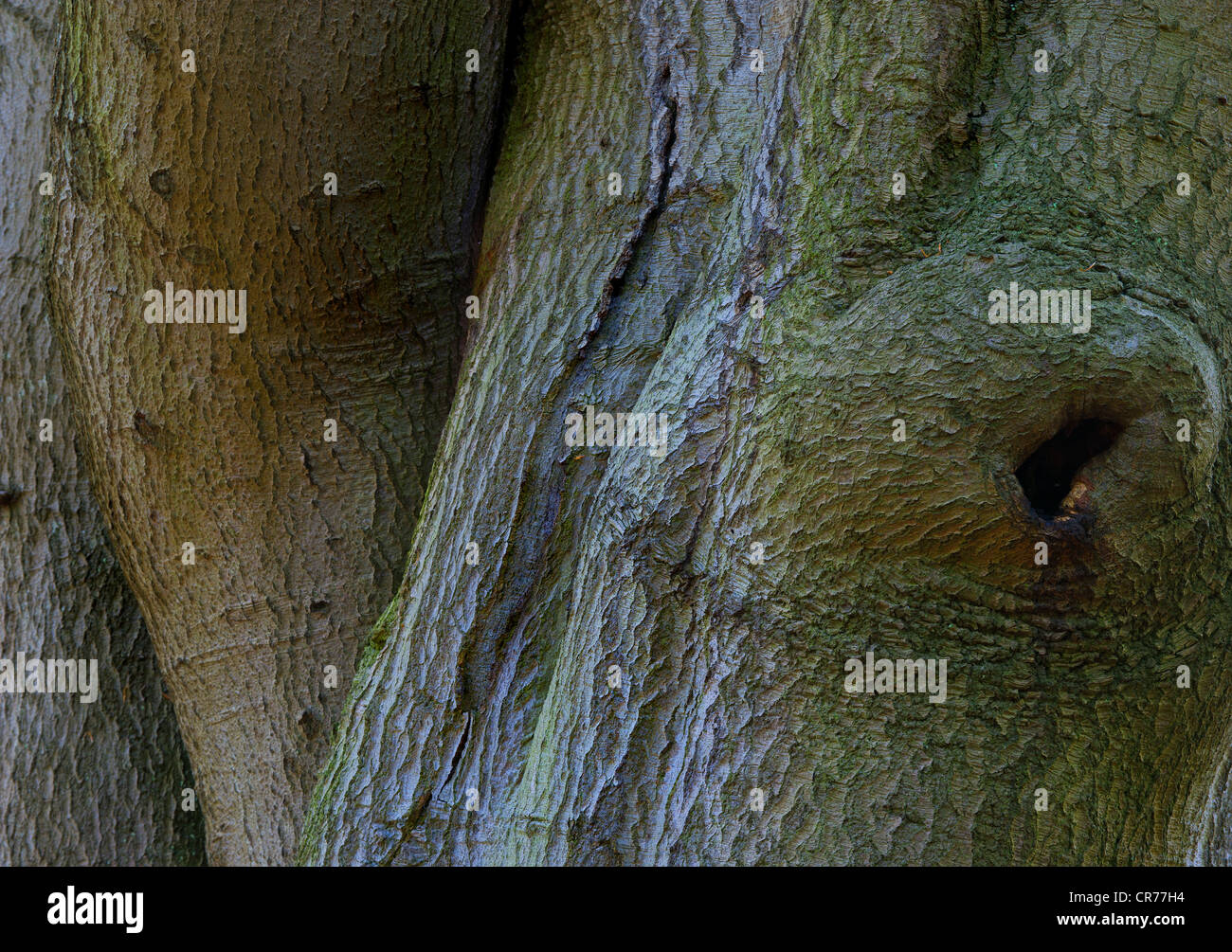 Buche rinde textur -Fotos und -Bildmaterial in hoher Auflösung – Alamy