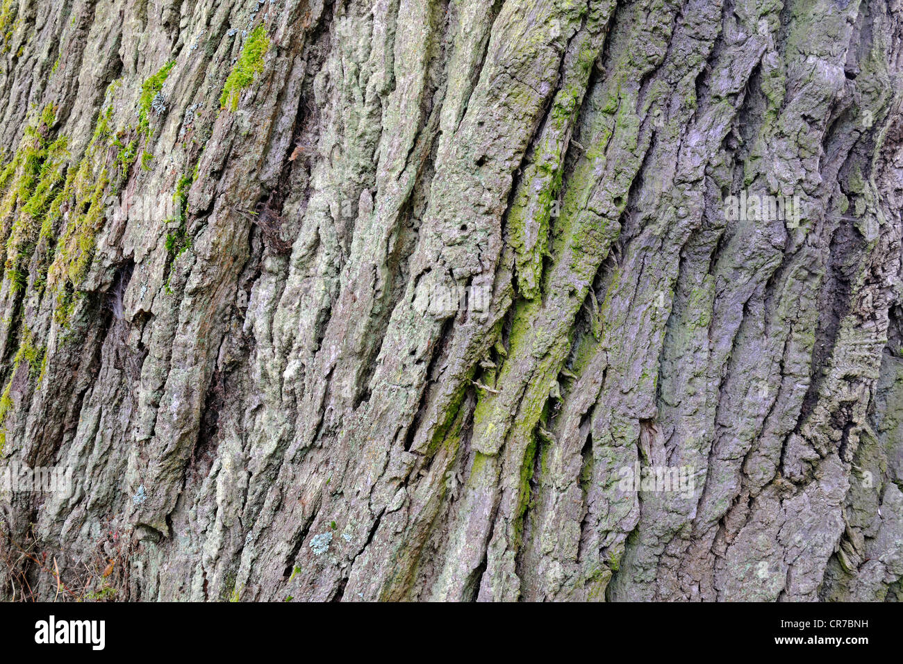 Baum-Rinde einer alten Eiche (Quercus) Maerkische Schweiz Naturpark ...