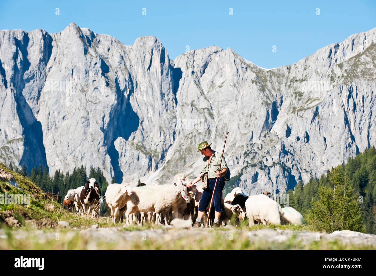 Shepherd With His Sheep Stockfotos und -bilder Kaufen - Alamy
