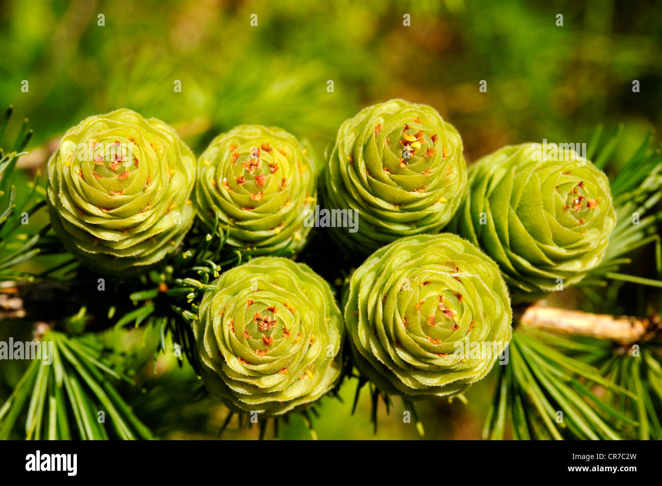 Baum lärchen -Fotos und -Bildmaterial in hoher Auflösung – Alamy