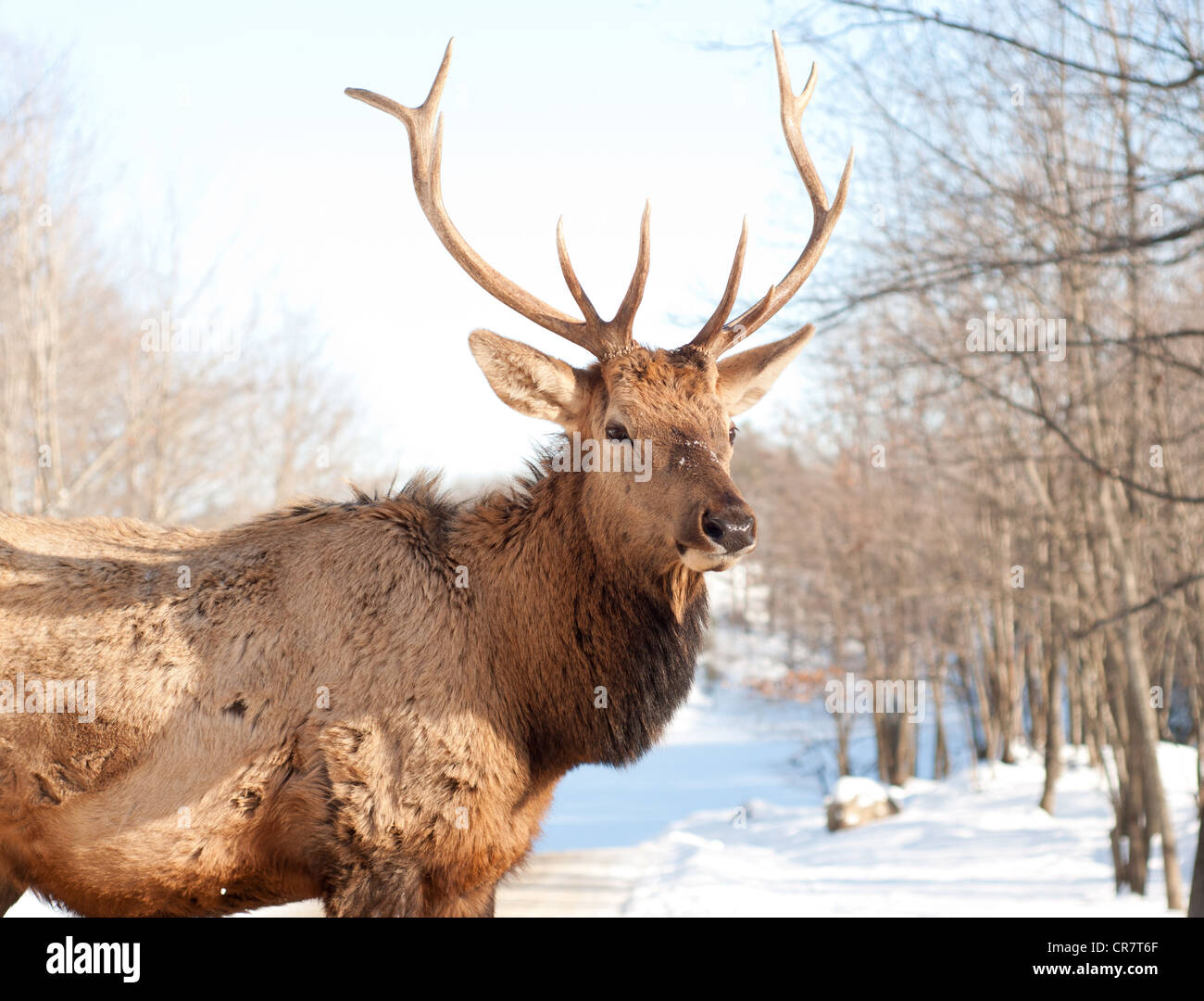 Caribou winter -Fotos und -Bildmaterial in hoher Auflösung – Alamy
