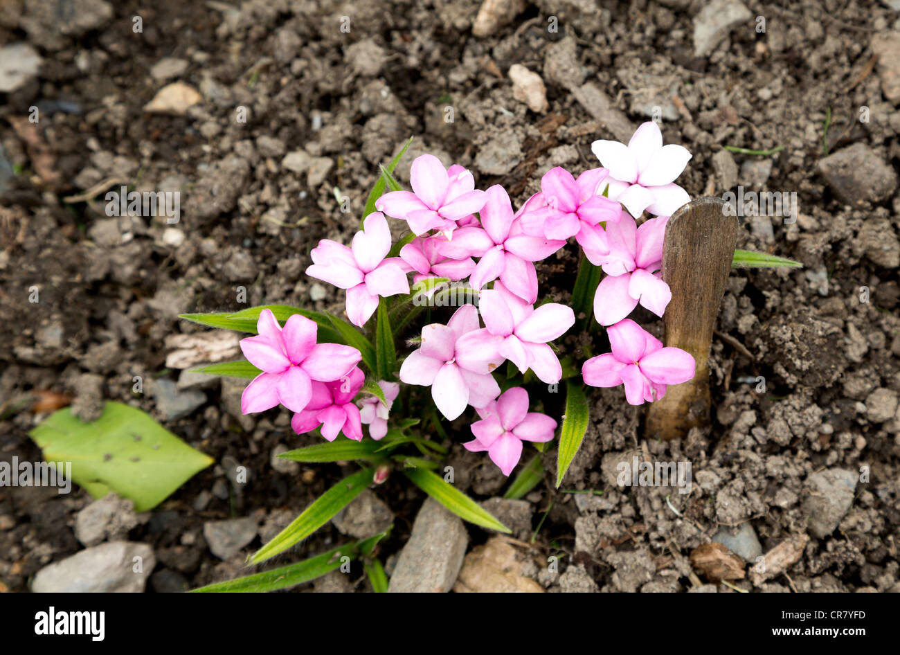 Emily bloom -Fotos und -Bildmaterial in hoher Auflösung – Alamy