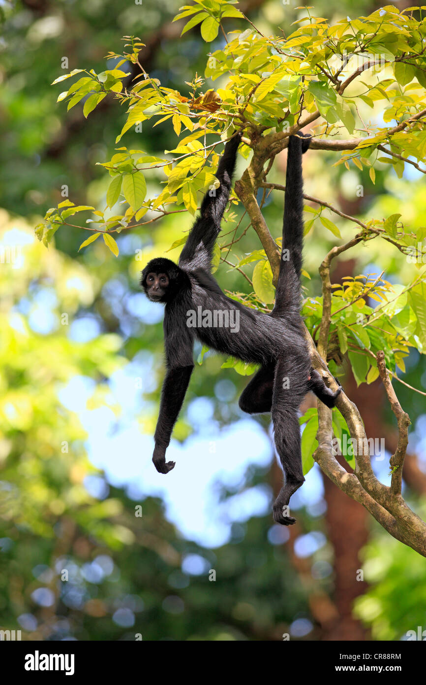 Affe hängen baum -Fotos und -Bildmaterial in hoher Auflösung – Alamy