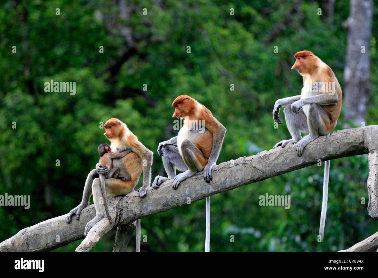 Affen am baum -Fotos und -Bildmaterial in hoher Auflösung – Alamy