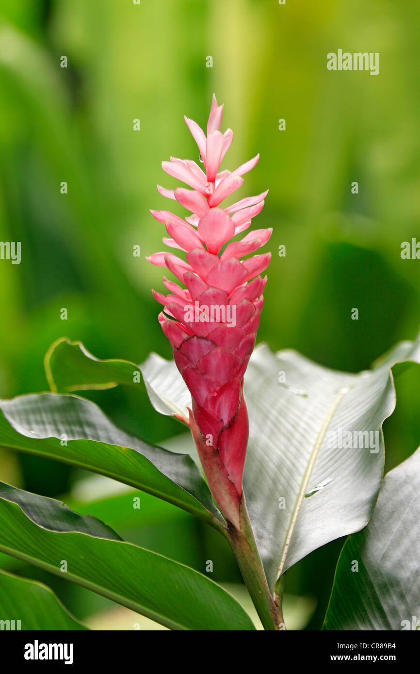 Curcuma longa blume -Fotos und -Bildmaterial in hoher Auflösung – Alamy