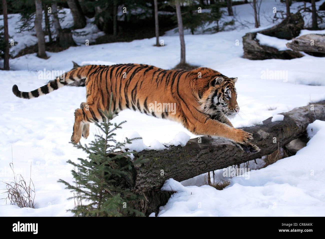 Jumping tiger -Fotos und -Bildmaterial in hoher Auflösung – Alamy