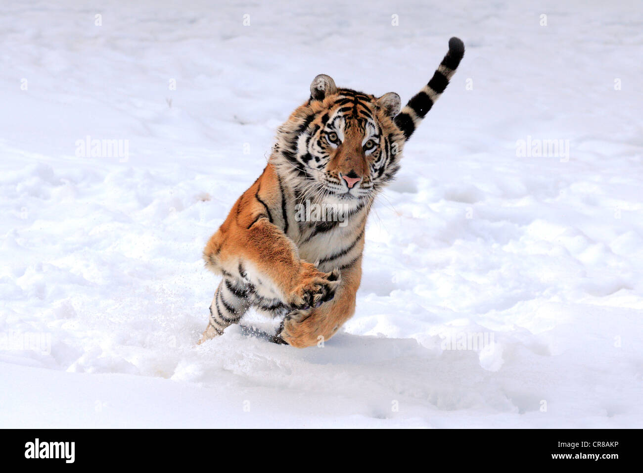 Jumping tiger -Fotos und -Bildmaterial in hoher Auflösung – Alamy