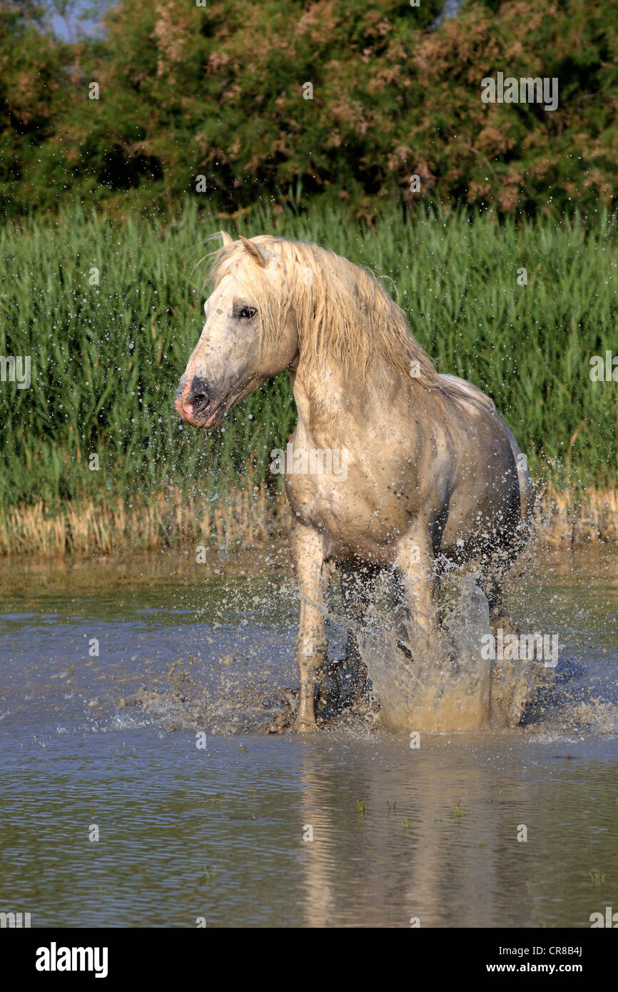 Pferd Spritzt Ab Fotos Und Bildmaterial In Hoher Auflösung Alamy