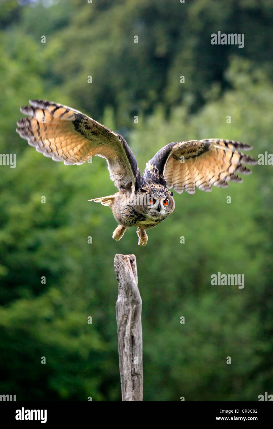 Adler-Eule (Bubo Bubo), Erwachsene, im Flug, Deutschland, Europa ...