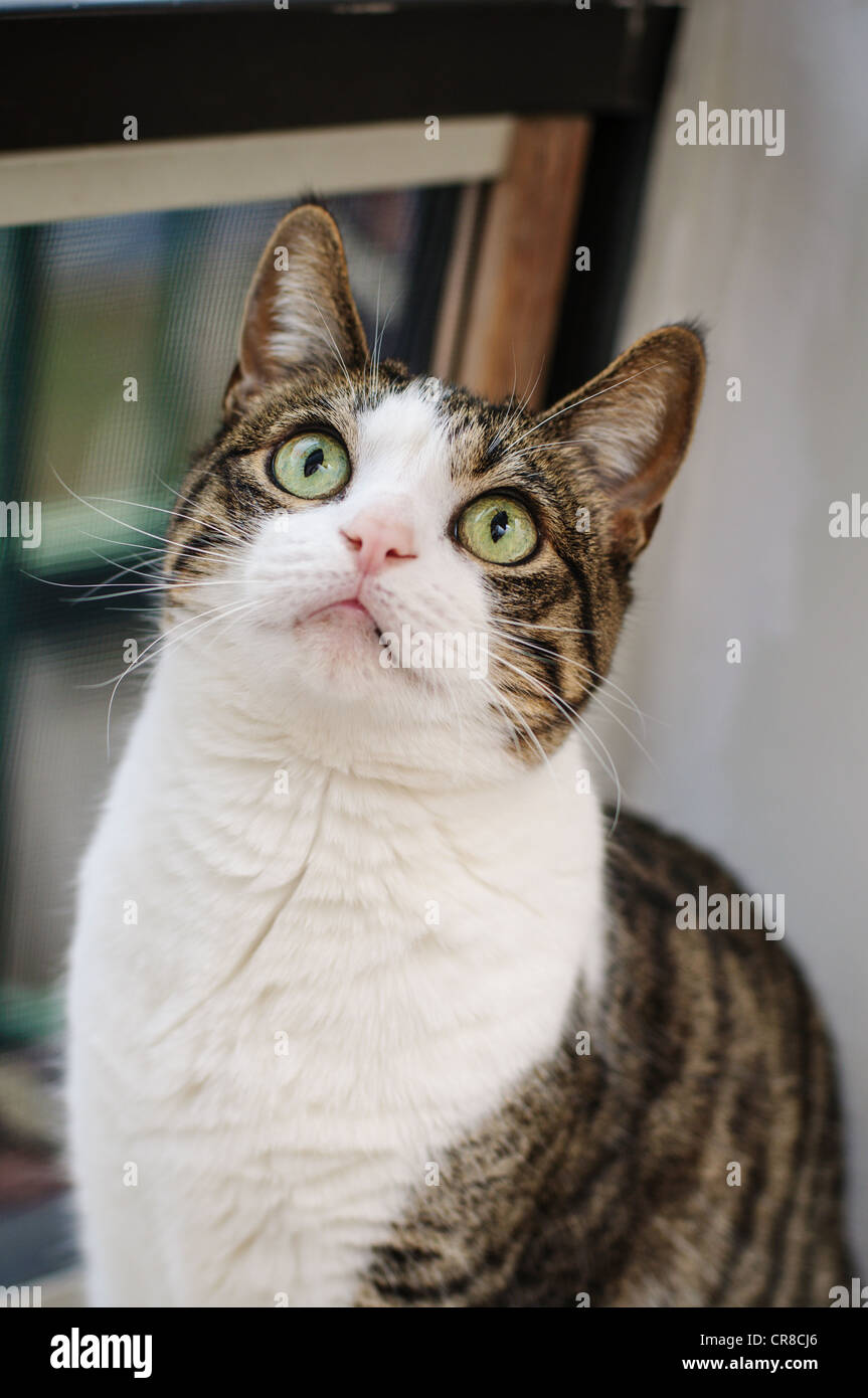 Ein neugieriges einzelnes tier -Fotos und -Bildmaterial in hoher ...