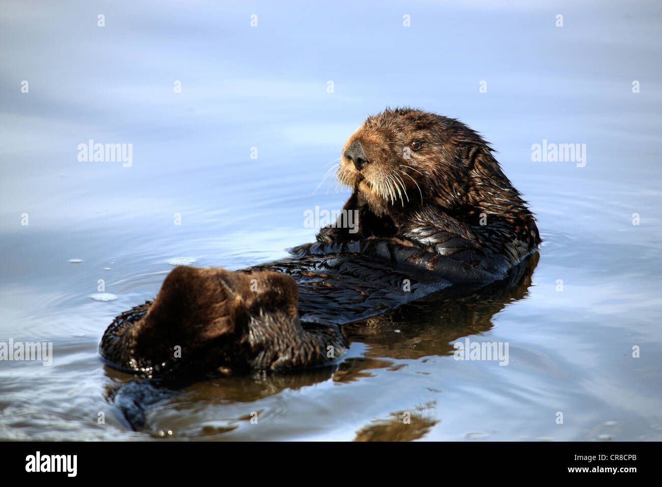 California sea otter enhydra lutris -Fotos und -Bildmaterial in hoher Auflösung – Alamy