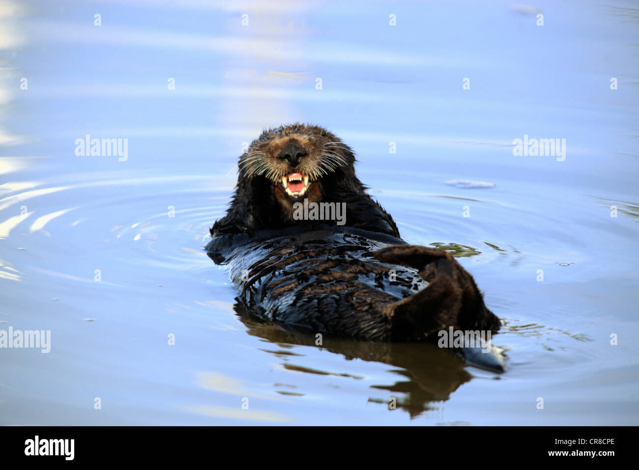 California sea otter enhydra lutris -Fotos und -Bildmaterial in hoher Auflösung – Alamy