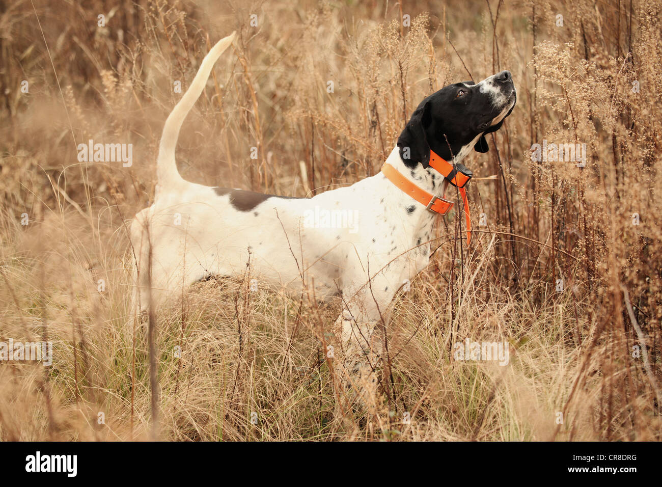 Zeiger hund -Fotos und -Bildmaterial in hoher Auflösung – Alamy