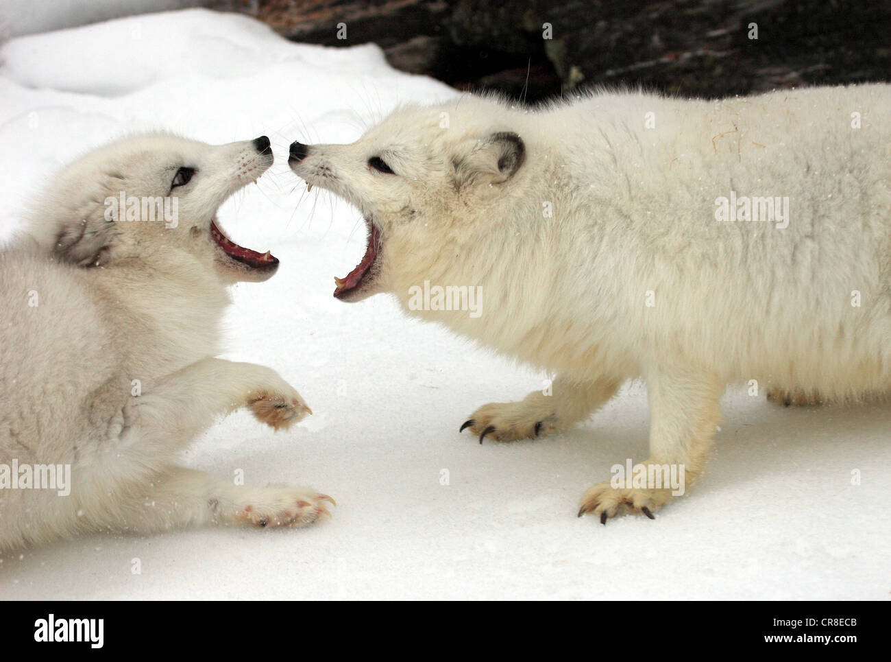 Polarfüchse im schnee -Fotos und -Bildmaterial in hoher Auflösung – Alamy