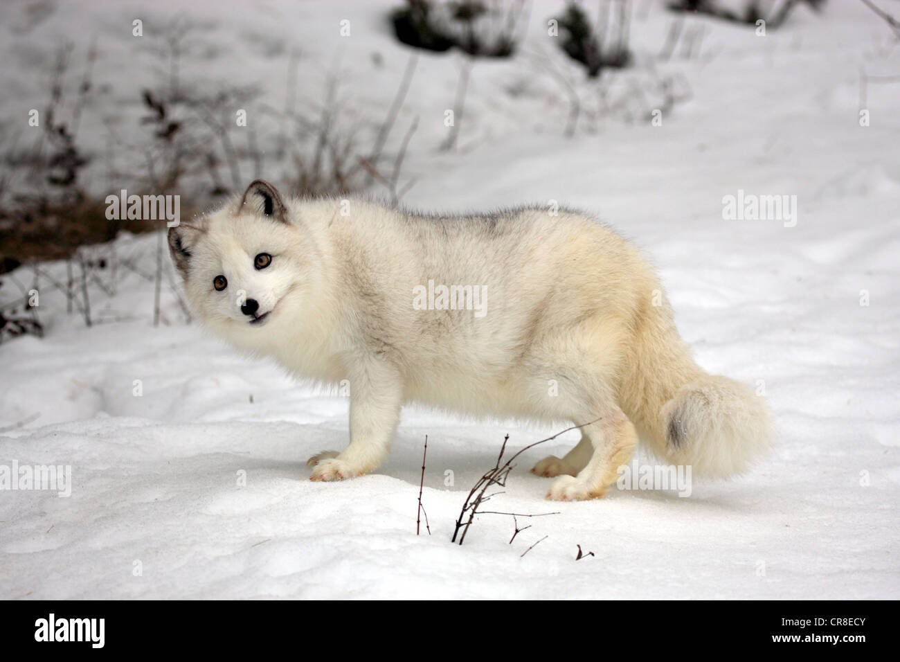 Polarfuchs, White Fox, Polarfuchs oder Schnee Fuchs (Vulpes Lagopus ...