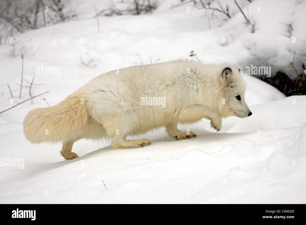 Fuchs mit schnee -Fotos und -Bildmaterial in hoher Auflösung – Alamy