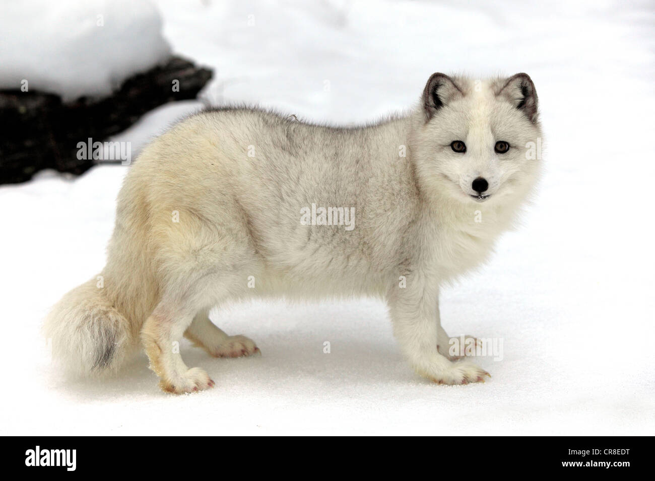 Polarfuchs, White Fox, Polarfuchs oder Schnee Fuchs (Vulpes Lagopus ...