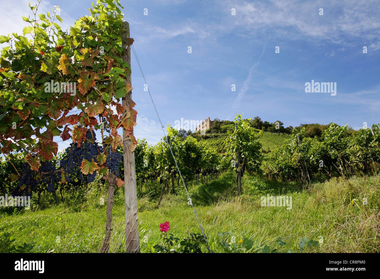 Reben in den Weinbergen rund um Burgruine Staufen, zerstört 1632 ... Reben in den Weinbergen rund um Burgruine Staufen, zerstört 1632 ...