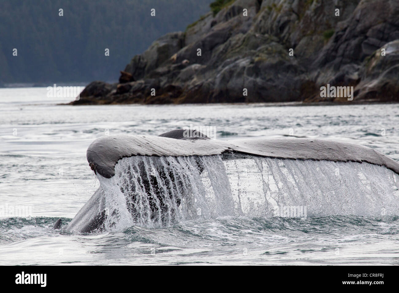 Alaska icy strait point whale -Fotos und -Bildmaterial in hoher ...