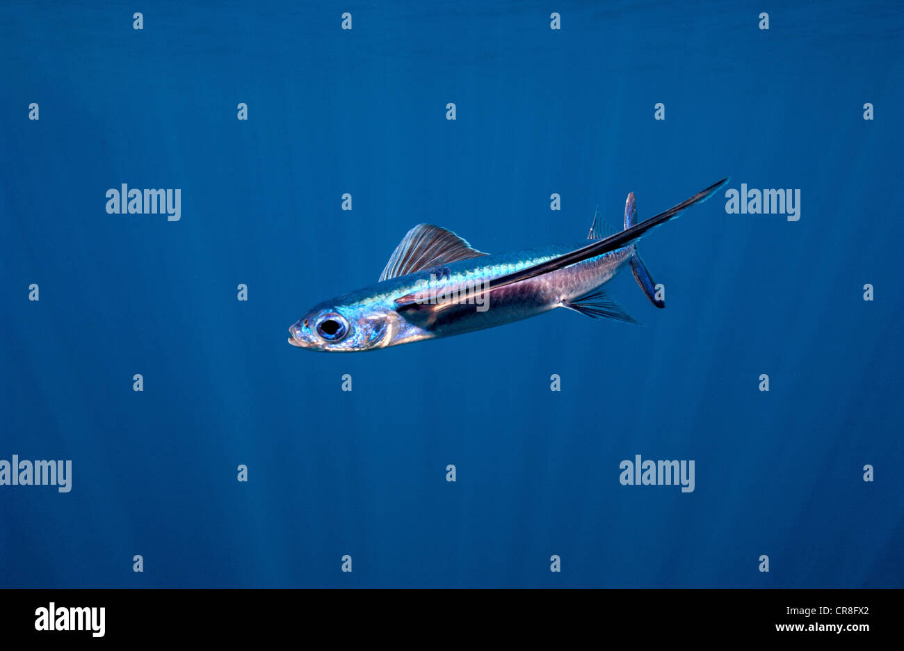 Fliegende Fische, Open Ocean Stockfotografie - Alamy