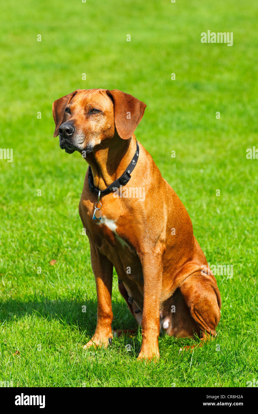 Rhodesian ridgeback weibchen -Fotos und -Bildmaterial in hoher ...