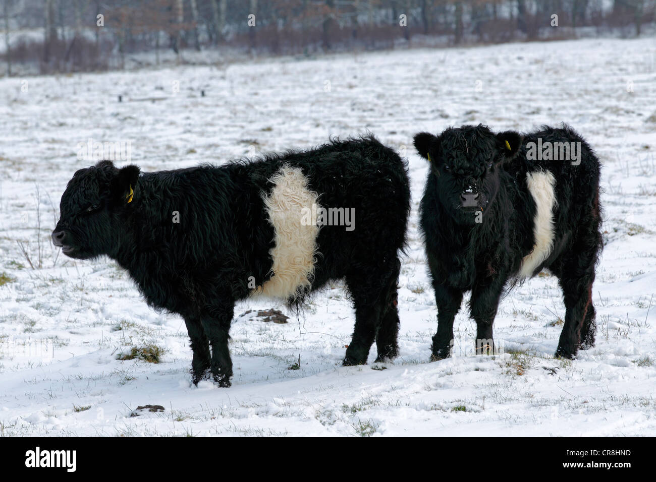 Zwei junge Belted Galloway Rinder (Bos Primigenius F. Taurus) stehen im ...