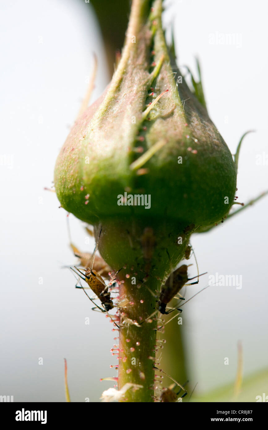 Lincoln rosen -Fotos und -Bildmaterial in hoher Auflösung – Alamy