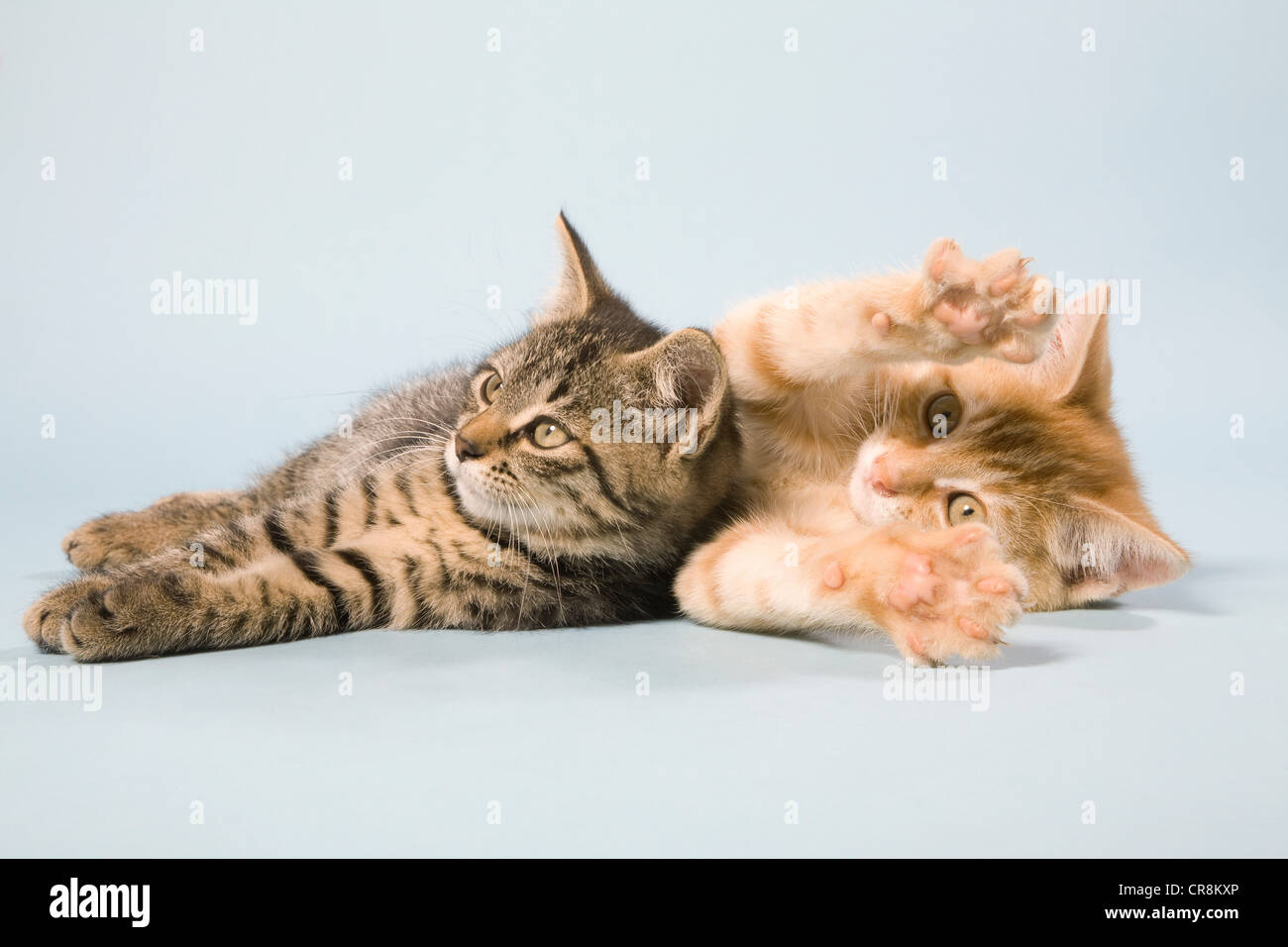 Ingwer katzen -Fotos und -Bildmaterial in hoher Auflösung – Alamy