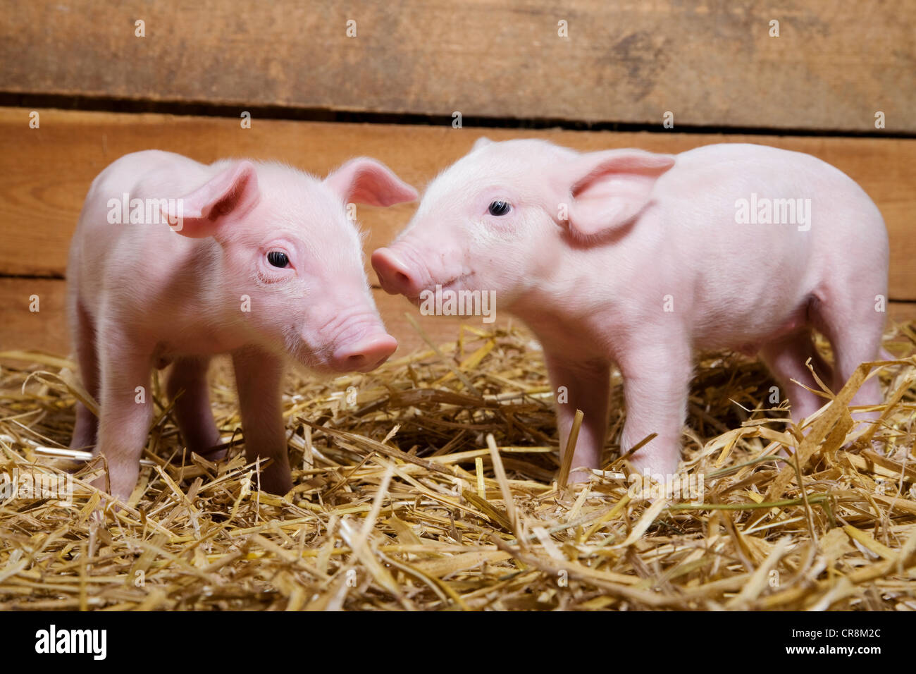 Zwei Ferkel auf Stroh Stockfotografie - Alamy