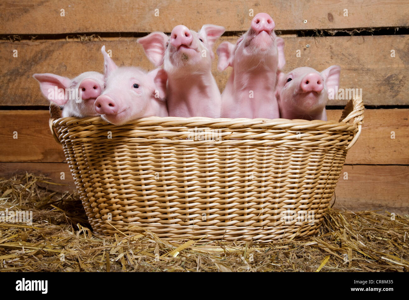 Gruppe von ferkeln -Fotos und -Bildmaterial in hoher Auflösung – Alamy
