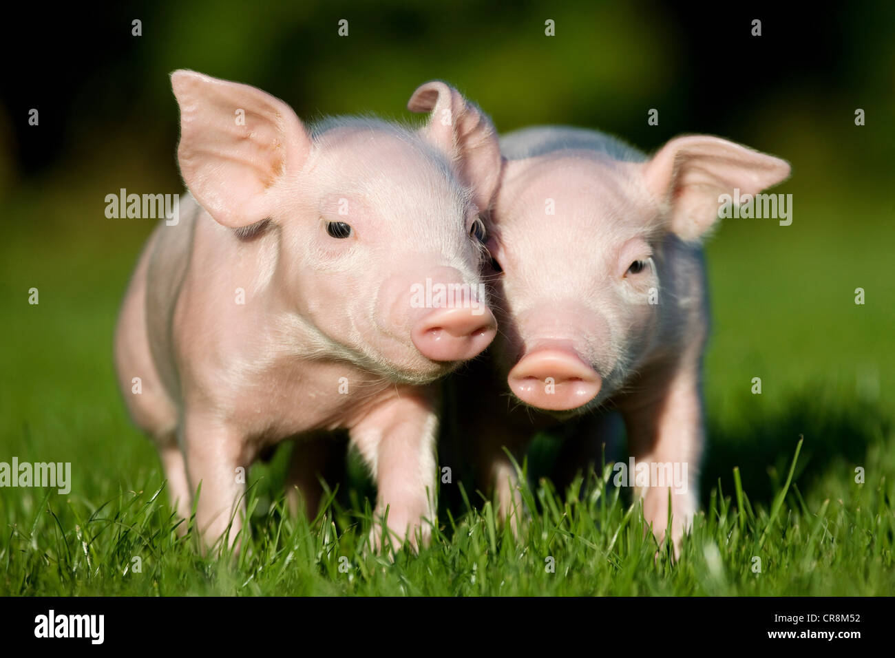 Rosa ferkel -Fotos und -Bildmaterial in hoher Auflösung – Alamy