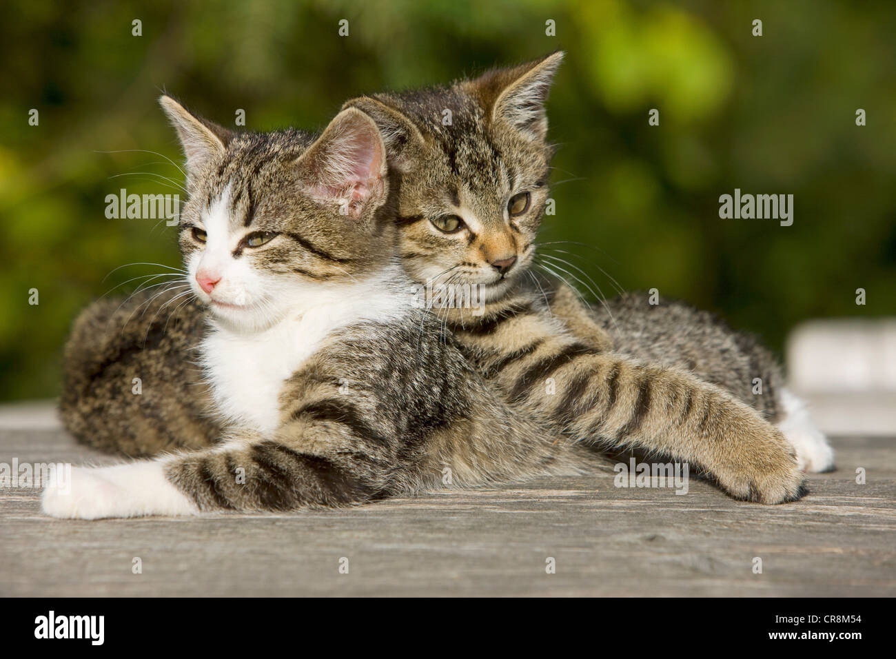 Zwei Katzen Stockfotos und -bilder Kaufen - Alamy
