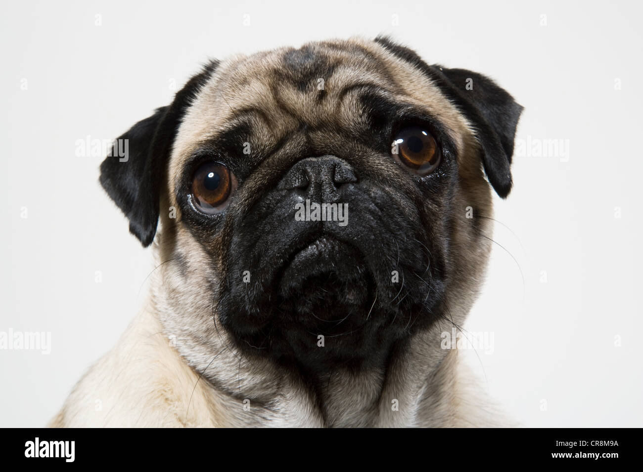 Mops hund -Fotos und -Bildmaterial in hoher Auflösung – Alamy