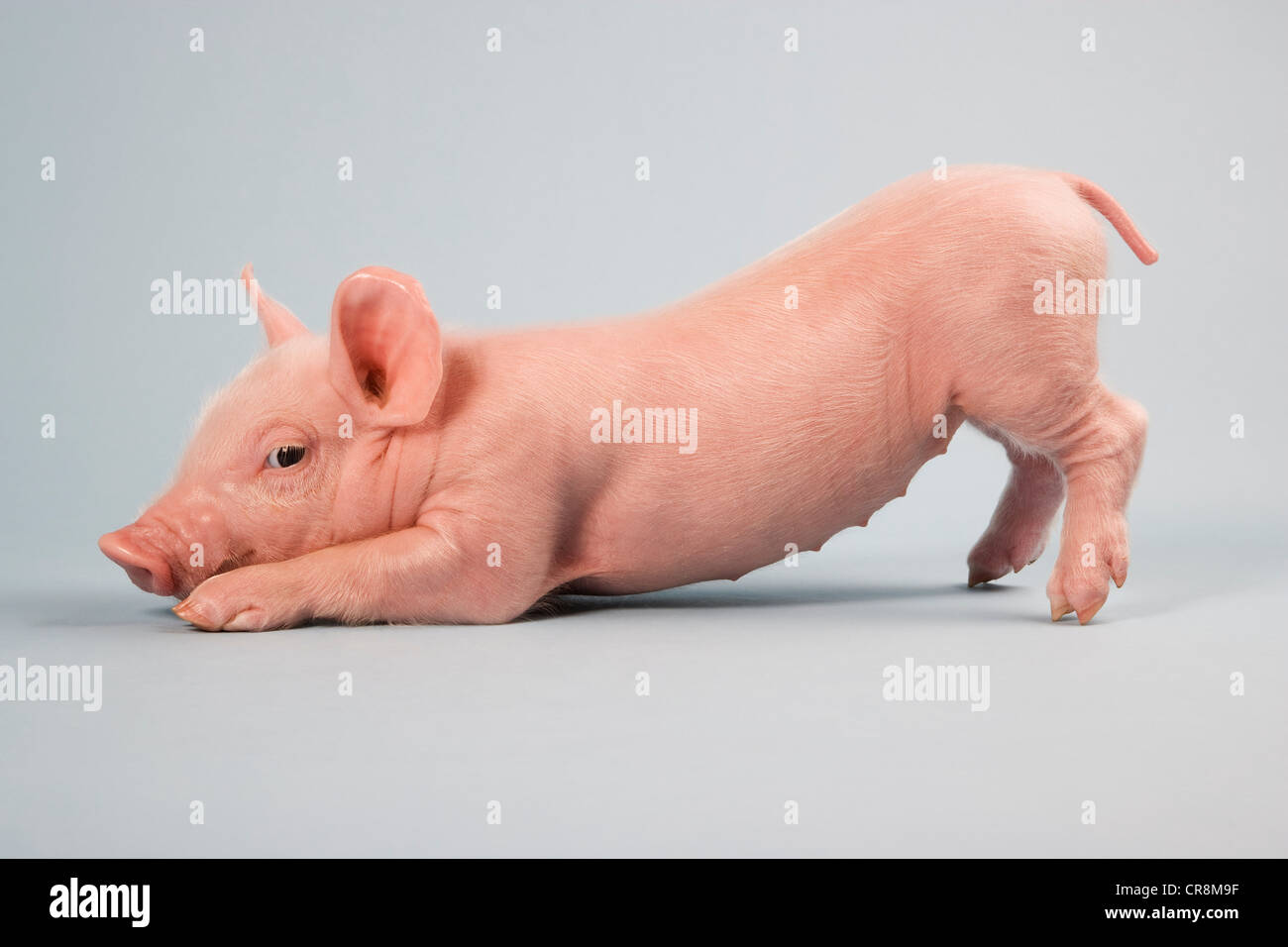 Ferkel hautnah -Fotos und -Bildmaterial in hoher Auflösung – Alamy