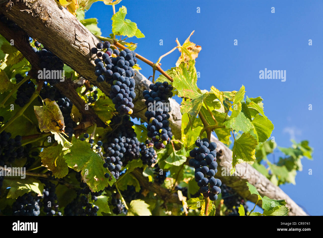 Blaue Weintrauben Stockfotos und -bilder Kaufen - Alamy