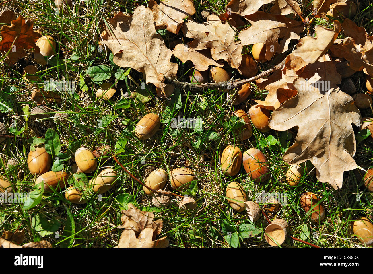 Laub Eiche Stockfotos und -bilder Kaufen - Alamy