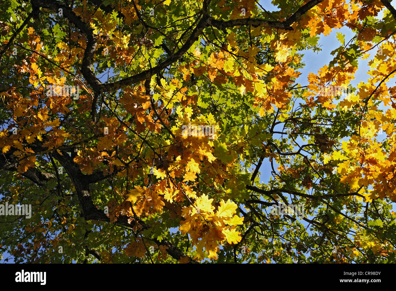 Eiche (Quercus), herbstliche Eichenlaub, München, Bayern, Deutschland ...
