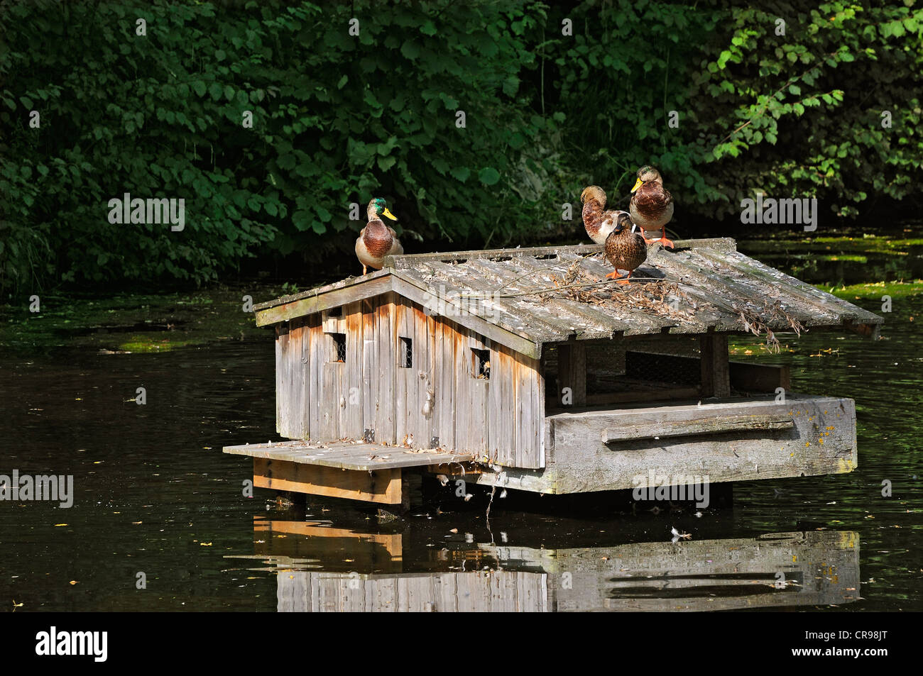 Ente-Haus, Bauernhausmuseum Amerang Bauernhaus-Museum, Amerang, Bayern ...