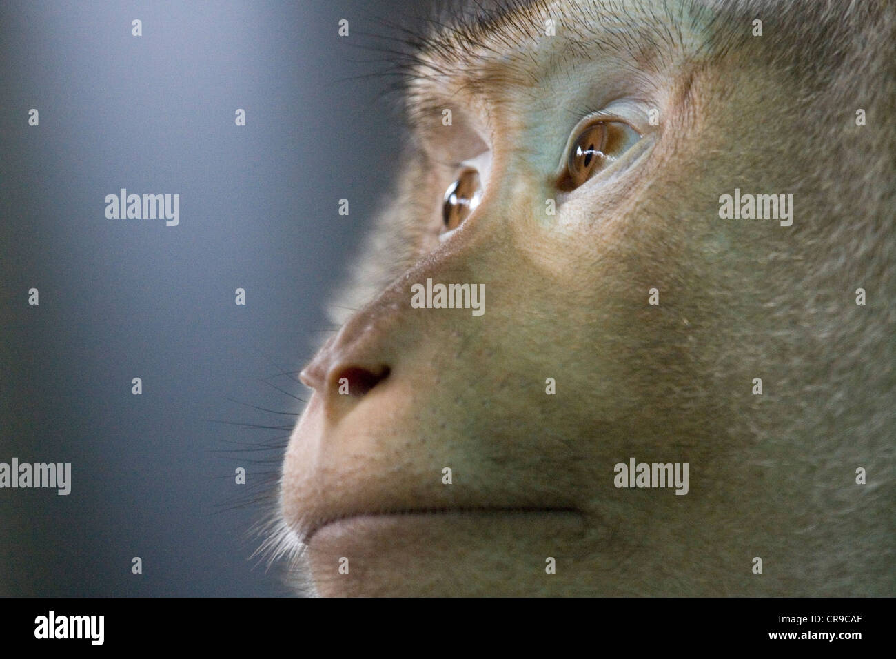 Affe augenkontakt -Fotos und -Bildmaterial in hoher Auflösung – Alamy