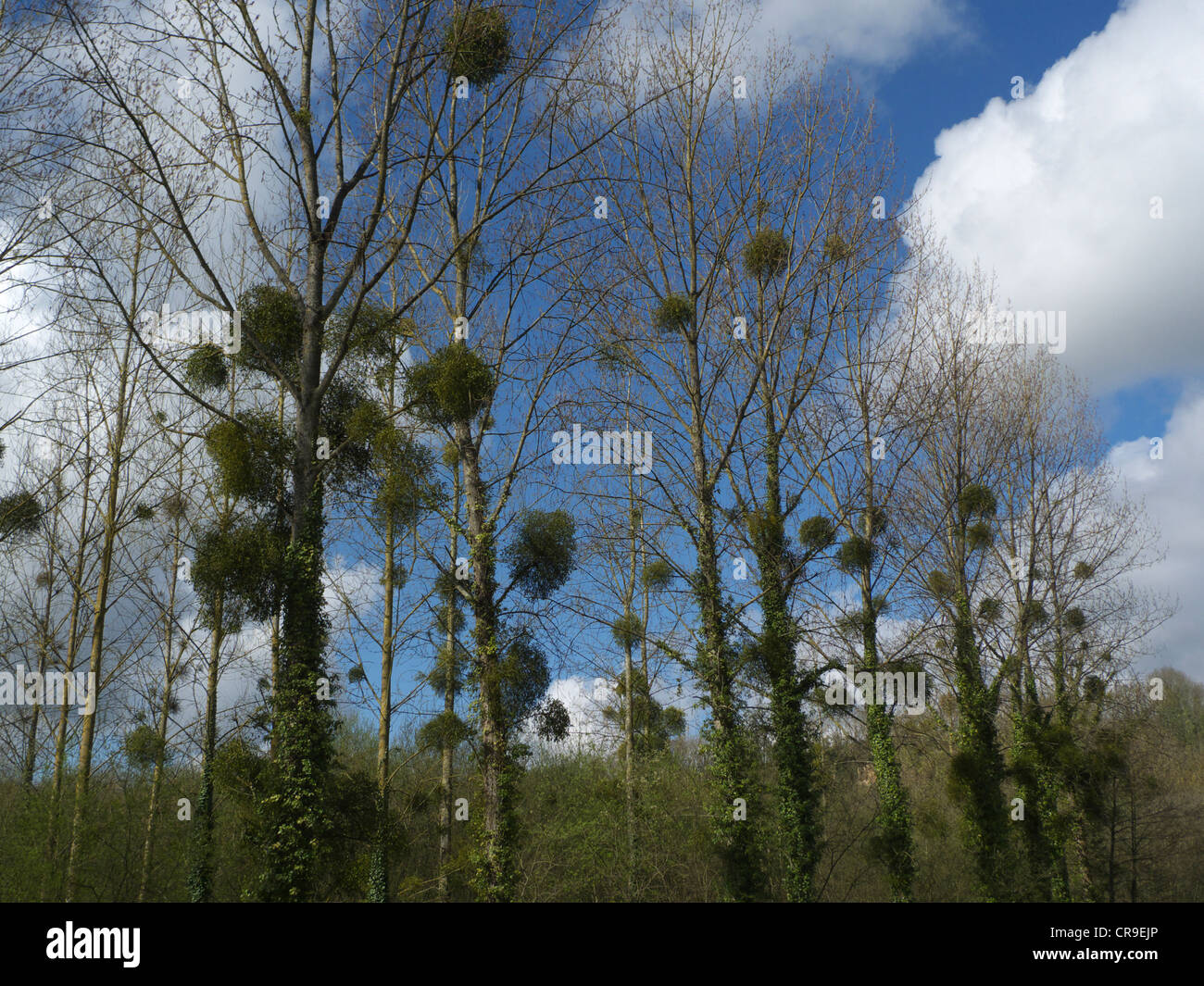 Mistel wächst auf Pappeln, Bretagne, Frankreich Stockfotografie - Alamy Mistel wächst auf Pappeln, Bretagne, Frankreich Stockfotografie - Alamy