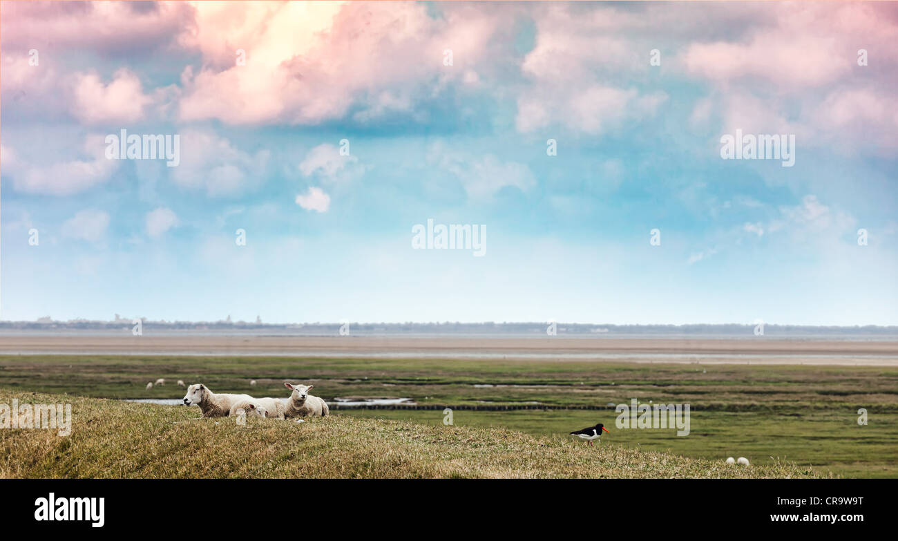 Wattenmeer von der Insel Mando, Dänemark mit Schafe und Vögel ...
