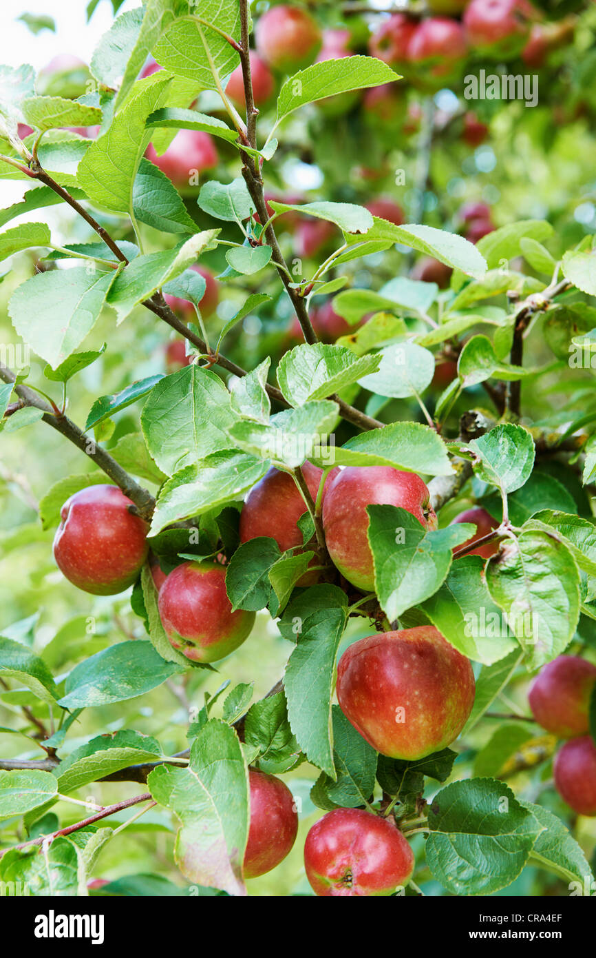Obstbaum Wachstum Stockfotos und -bilder Kaufen - Alamy