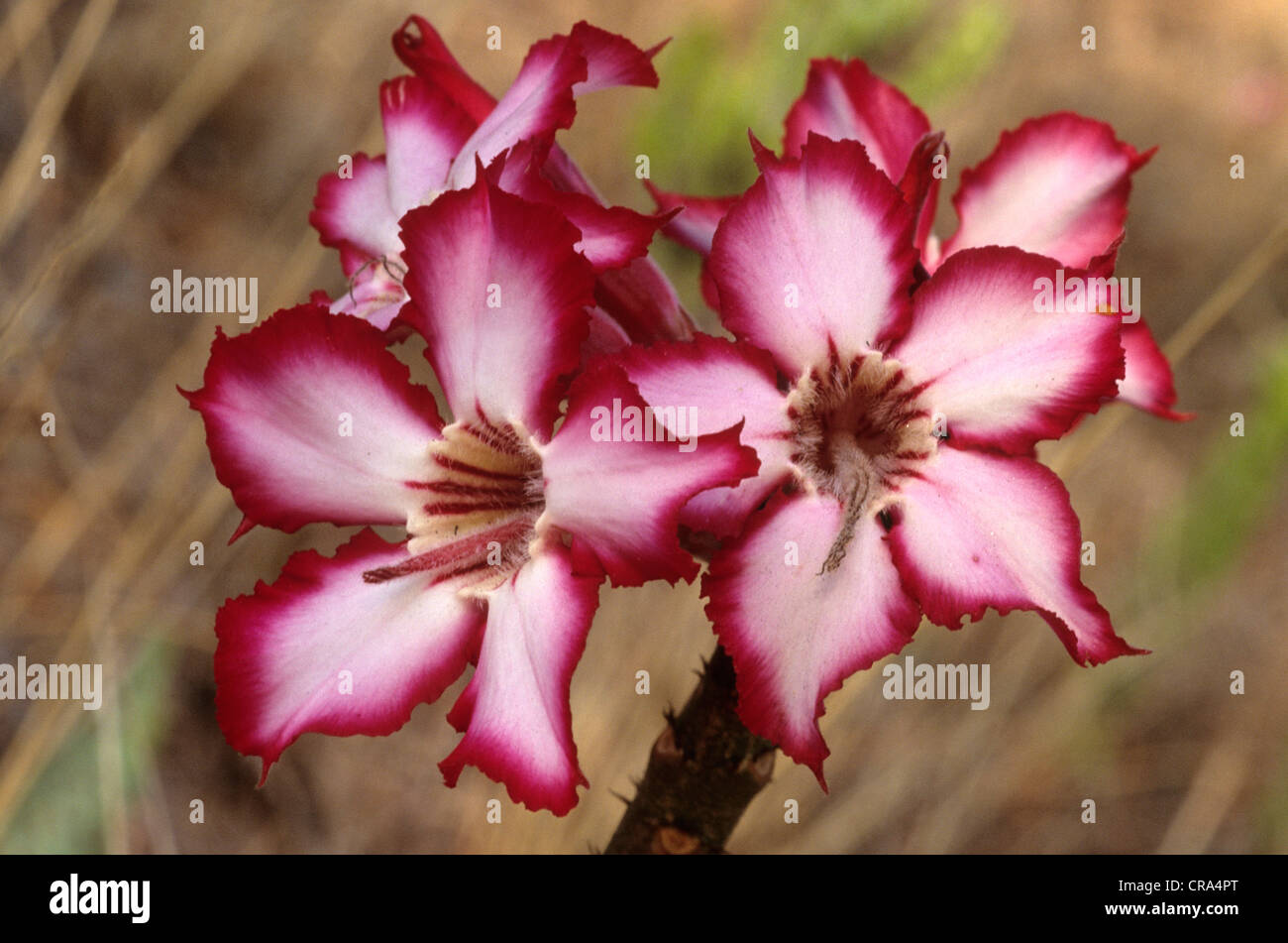 Impala Lily (adeniums Multiflorum), Krüger Nationalpark, Südafrika ...