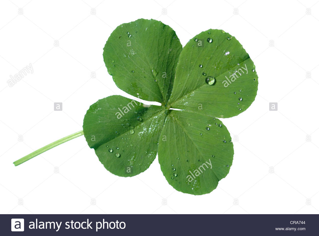4 Leaved Cloverleaf Stockfotos & 4 Leaved Cloverleaf Bilder - Alamy