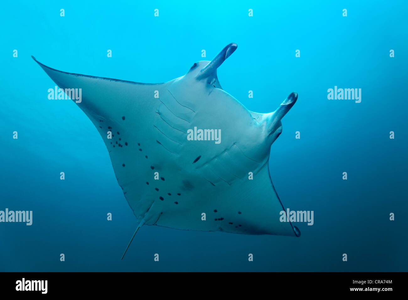 Riesiger pazifischer mantarochen -Fotos und -Bildmaterial in hoher ...