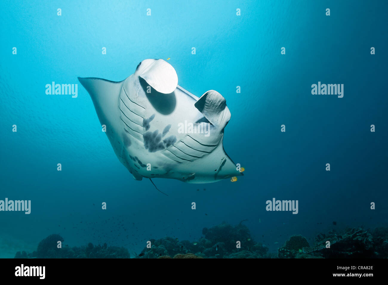 Mantarochen (Manta Birostris) über ein Korallenriff, Cairns, Queensland ...