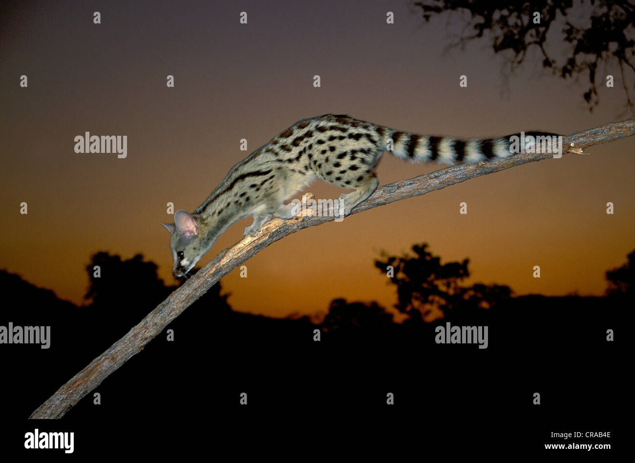 Genetta genetta genetta tigrina -Fotos und -Bildmaterial in hoher ...