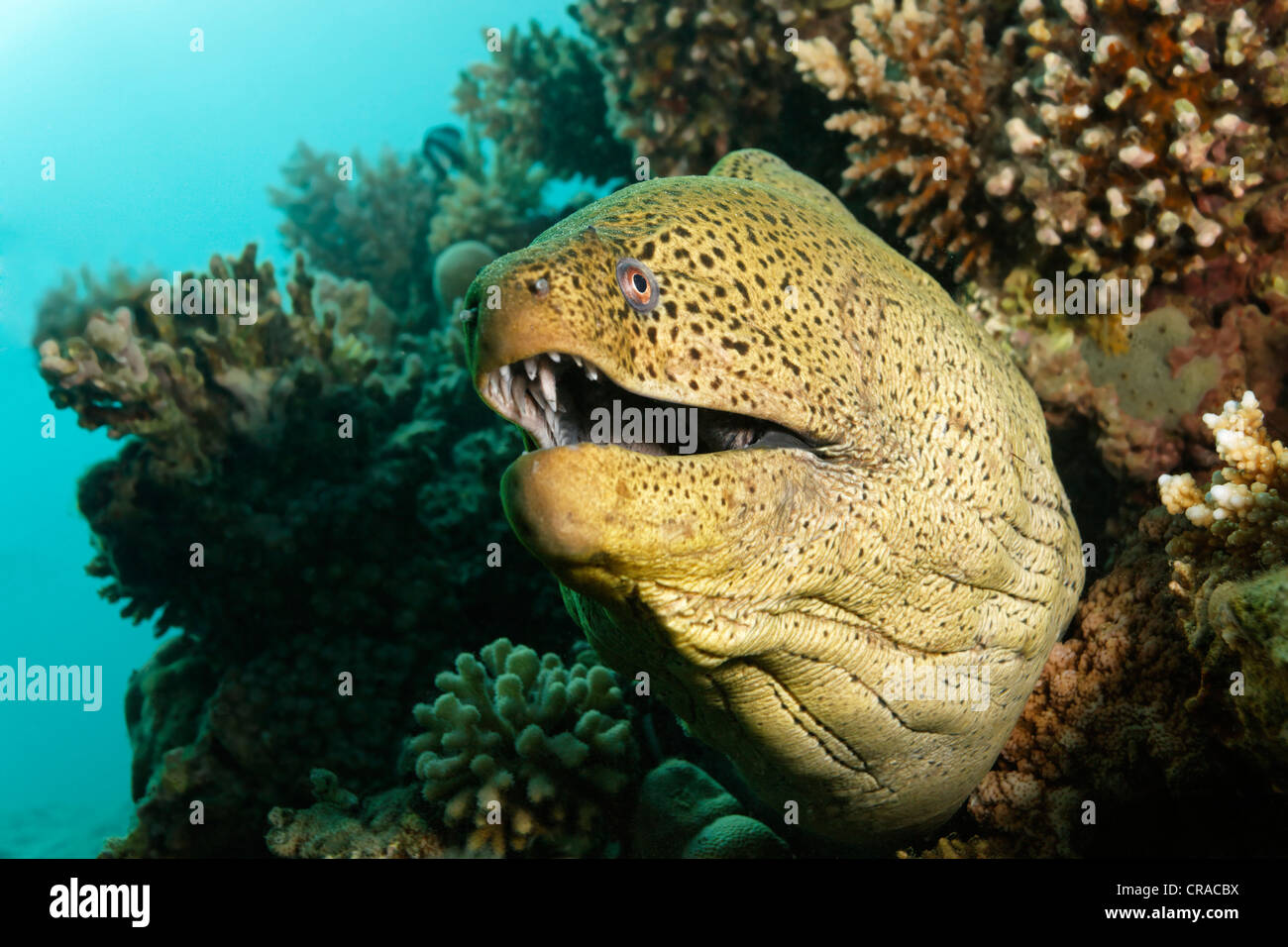 Rotes meer gymnothorax javanicus -Fotos und -Bildmaterial in hoher ...