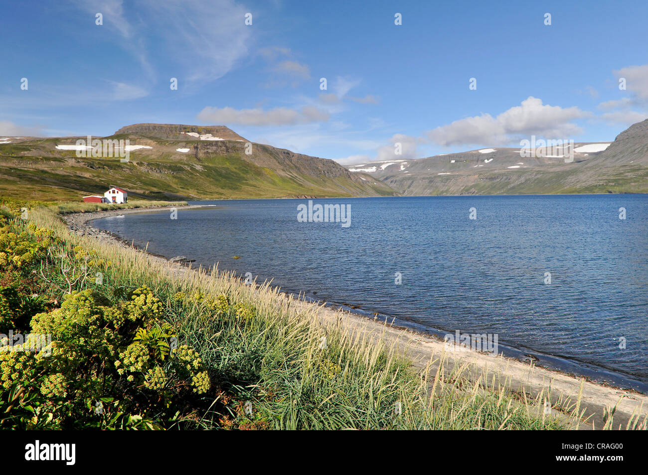 Angelica (Angelica Archangelica), altes Haus, Hesteyri ...