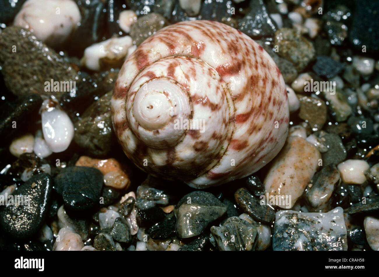 Gibbula magus -Fotos und -Bildmaterial in hoher Auflösung – Alamy